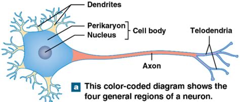 Exam 3 Ch 12 Nervous Tissue Flashcards Quizlet