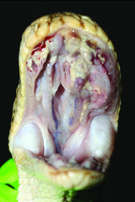 Reticulated Python Teeth