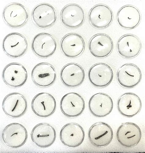 Clearance Lot 25 Mixed Permian Reptile Fossils Oklahoma 224747 For Sale