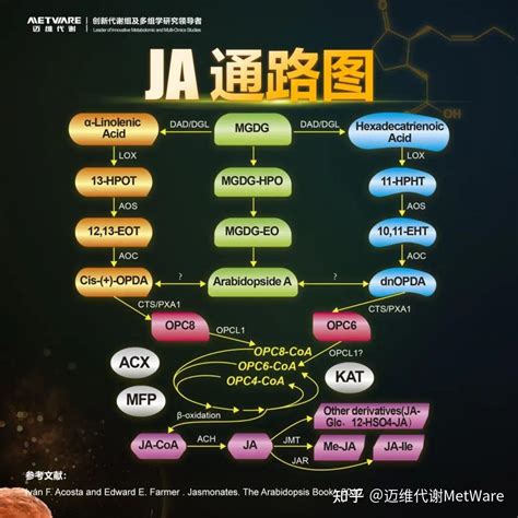 激素专题 茉莉酸的合成、信号转导、功能及空间代谢 知乎