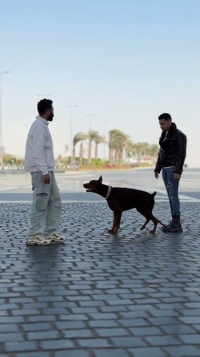 الدوبر مان في الحراسة موضوع تاني Youtube