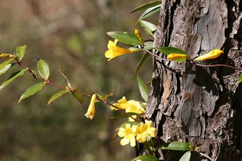 Native Florida Wildflowers Yellow Carolina Jessamine Gelsemium
