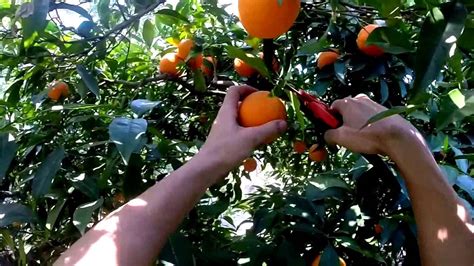 Cómo Recolectar Correos Electrónicos De Una Página Web Usando Php Leeway Academy