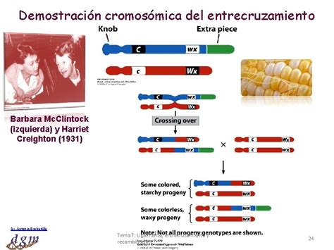 Tema 7 Ligamiento Entrecruzamiento Y Recombinacin Dr Antonio