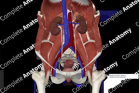 External Iliac Artery Complete Anatomy