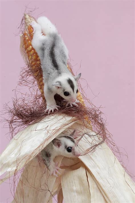 Two Young Sugar Gliders Are Eating Corn Kernels Which Are Ready To Be