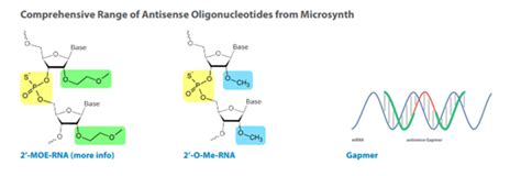 Síntesis De Oligonucleótidos Antisentido Ibian Technologies