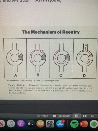 Patho Module 4 Flashcards Quizlet