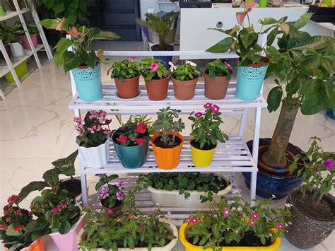 🌸Аз жаргалын цэцэг Чоёо Удвалын цэцгийн дэлгүүр