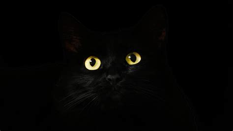 Cat Black 4k Wallpapers Wallpaper Cave