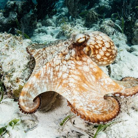 Caribbean Reef Octopus