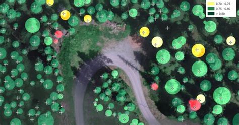 Bark Beetle Infestation In Protective Forests Early Detection And Priority Setting