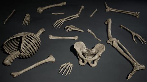 Skeleton Bones Unreal Engine Asset