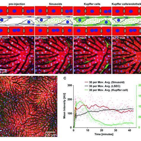 Calciprotein Particle Cpp Formation In Protein Solutions