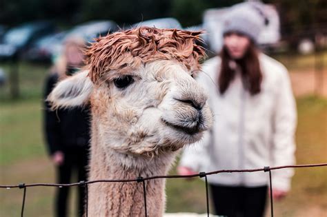 Building Interactive Network Graphs Using Pyvis By Wei Meng Lee Tds Archive Medium