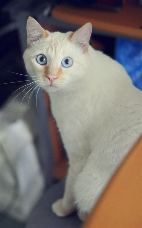 12 Best Flame Point Cats Images On Pinterest Cats Kittens And Kitty Cats