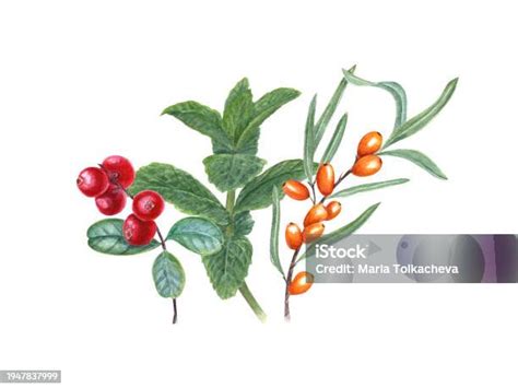 바다 갈매 나무속 열매 Lingonberry 민트 식물과의 구성 열매와 향기로운 허브의 가지 흰색에 고립된 수채화 그림입니다 라벨 로고 화장품 디자인용 건강한 식생활에 대한