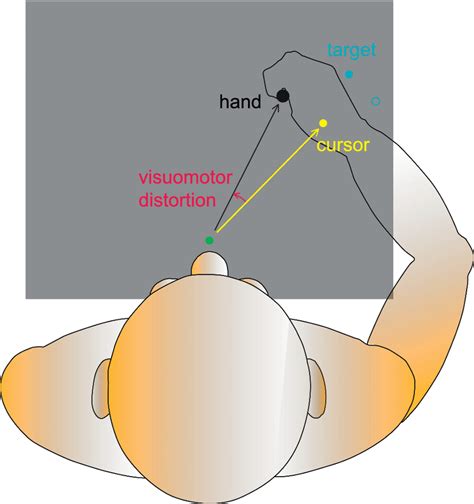 Visuomotor Reach Training Task With Rotated Cursor Yellow Circle