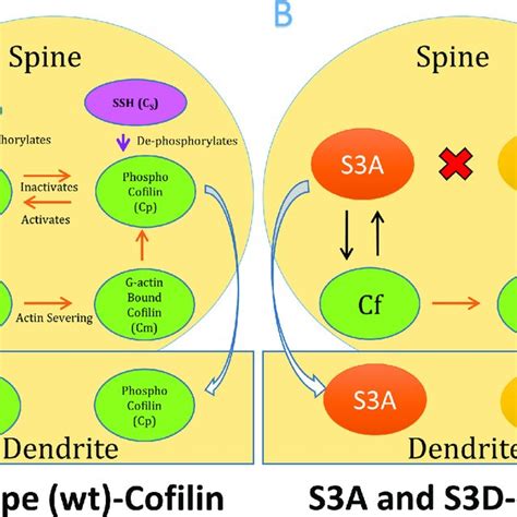 Cofilin Dynamics In Dendritic Spines A When Wild Type Cofilin Is