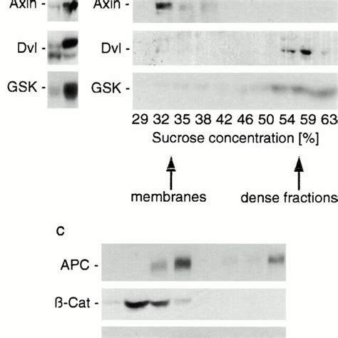 Distinct Fractionation Pattern Of Components Of The β Catenin