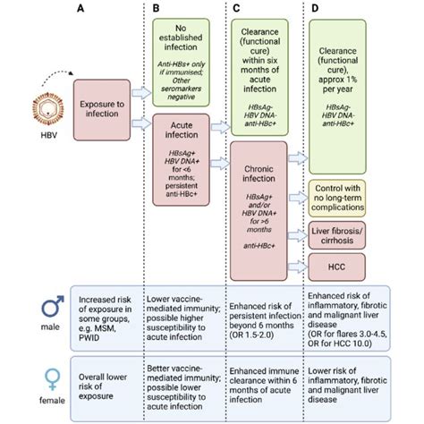 Schematic To Illustrate Phases Of Hepatitis B Virus Hbv Infection And