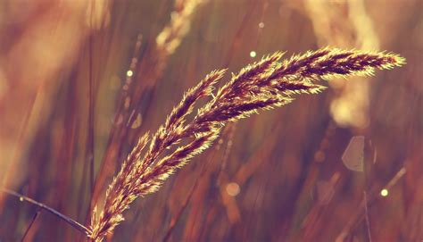 200 Free Corn Grass And Grass Images Pixabay