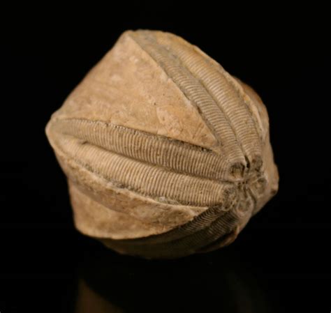 Louisville Fossils And Beyond Pentremites Obesus Blastoid