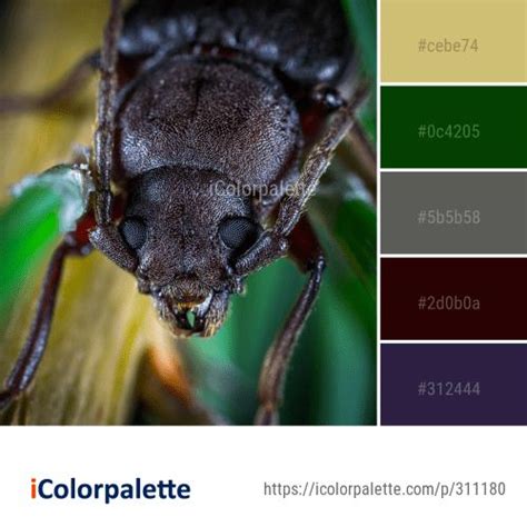 Color Palette Ideas From Insect Macro Photography Close Up Image Macro Photography Insects