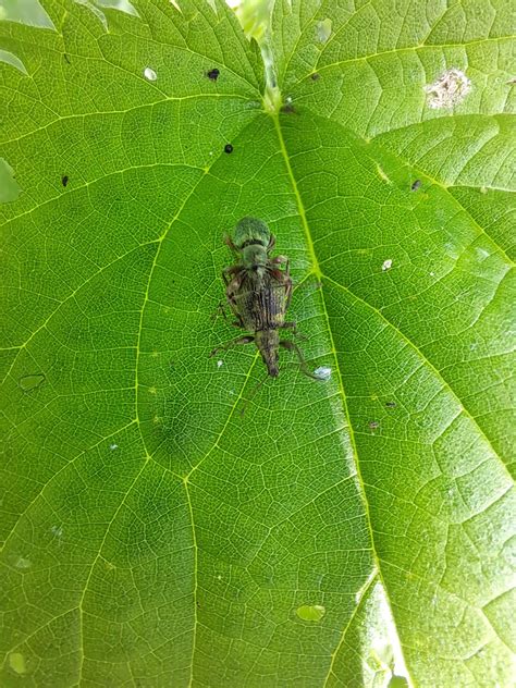 Sexyweeviltime