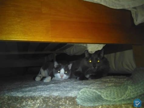 Consumer Cellular Iris Flip Review The Senior List