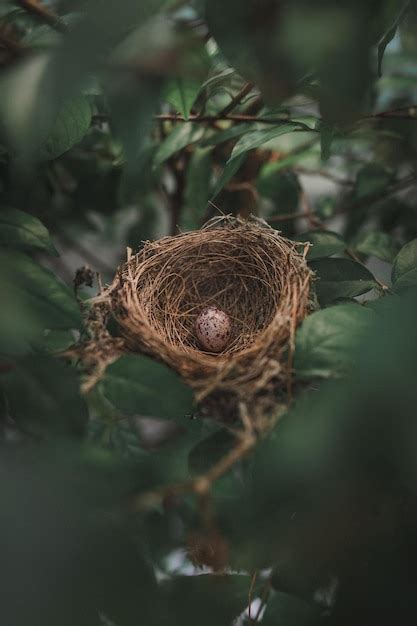 Premium Photo Small Bird Eggs In The Green Tree