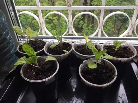 Продаю семена томатов и перца коллекционных сортов