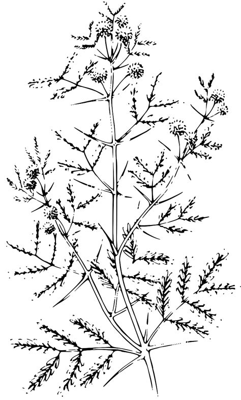 SVG Tree Leaf Free SVG Image Icon SVG Silh