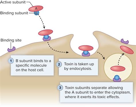 A B Toxin Human Anatomy And Physiology Biology Units Physiology