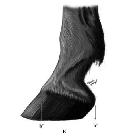 The Skilled Ladder Rung Walking Test Apparatus In The Frontolateral Download Scientific Diagram