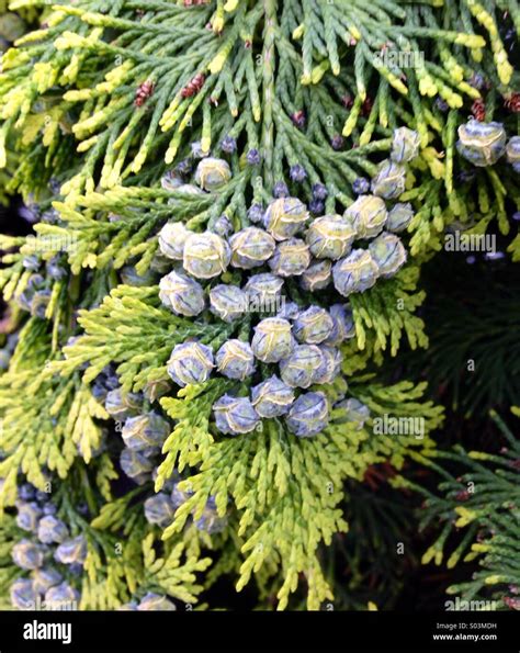 Types Of Tree Seed Pods Identification Guide With Pictures 43 OFF