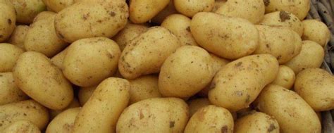 土豆什么时候传入中国 运富春