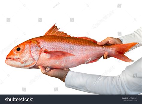 Closeup Ruby Snapper Fresh Fish Deep Stock Photo Shutterstock