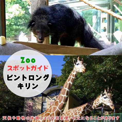 福岡市動物園1月28日はビントロングとキリン