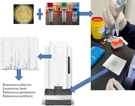 Photo During Maldi Tof Ms Spectrum Analysis Of Lab Isolated From Download Scientific Diagram