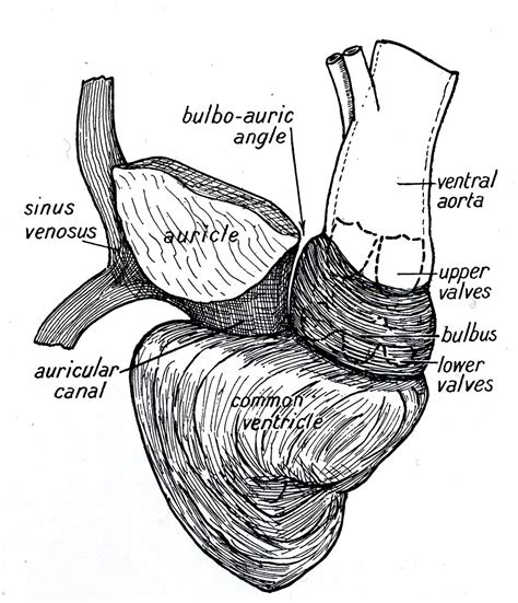 Conus Arteriosus