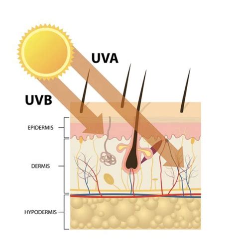 Uva Vs Uvb Rays On Skin Damage Artofit