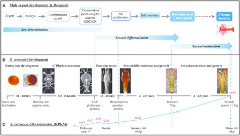 An Integrated Illustration Of Male Sexual Development In A Decapod A Download Scientific