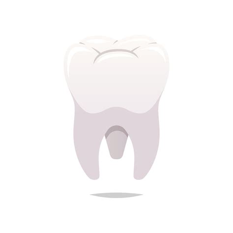 Molar Teeth Vector Isolated White Background 36430807 Vector Art At