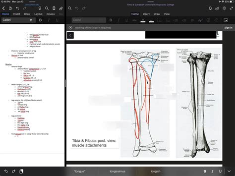 Diagram Of Tibial And Fibular Quizlet