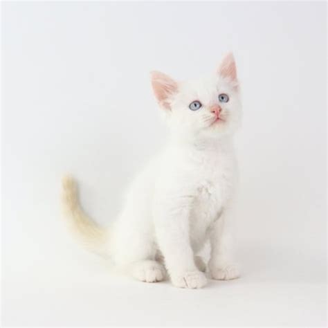 Ruffrunner Az Care Rescue