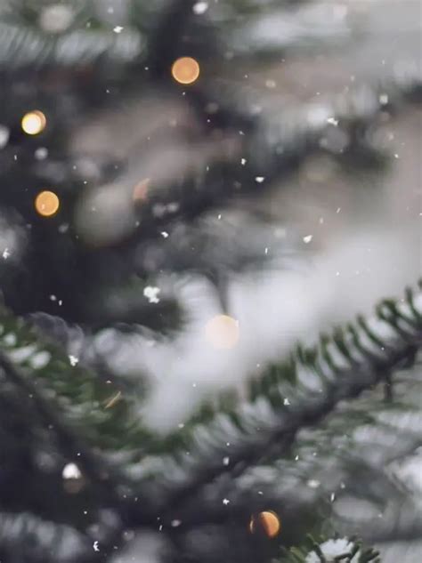 🎄🎄🎄 แจกวอลเปเปอร์ วันคริสต์มาส แกลเลอรีที่โพสต์โดย ครูจ๋ารีวิว Lemon8