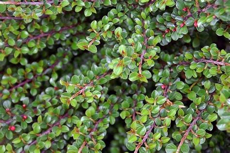 Creeping Cotoneaster Cotoneaster Adpressus Growing Guides