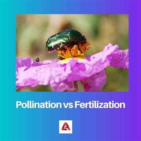 Pollination Vs Fertilization Difference And Comparison