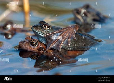 Common Frog Rana Temporaria Pair Spawning Pond Canton Baselland